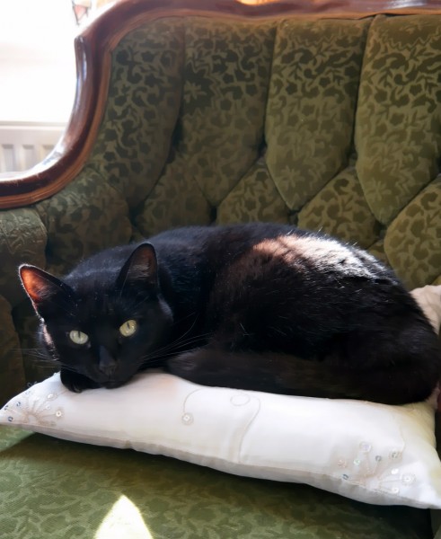 Amazing Homestory in Else Edelstahl's Berlin Wunderkammer